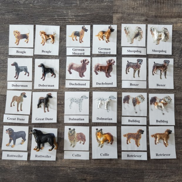 Montessori 3 part cards and free materials – Elevating Balance